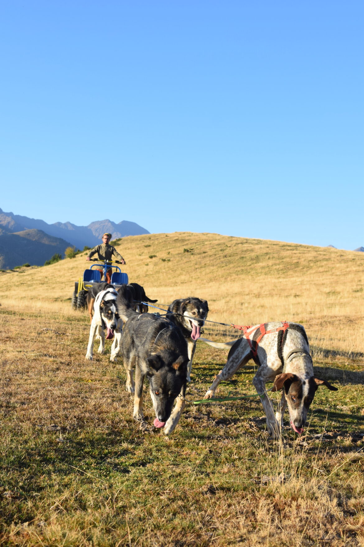 Visite Pédagogique "Moi, Aneto, Chien de traîneau" - Angaka - Ariège ...